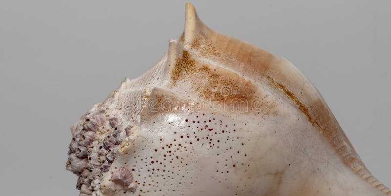 Dry gigantic sea shell. stock photo. Image of shell - 117749240