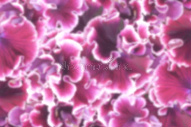 Soft Sweet Blurred African Violet Flowers Background Stock Image ...