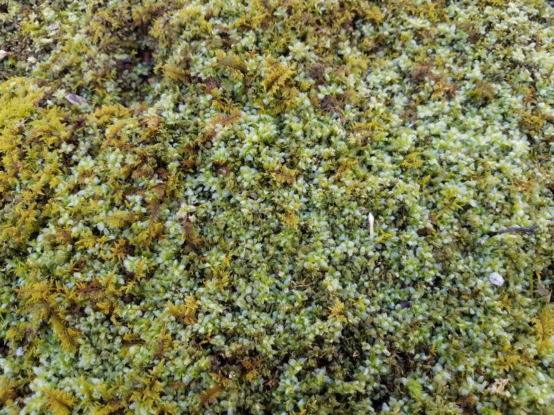Soft Texture Green Moss Plant Up Close Stock Photo - Image of outdoor ...
