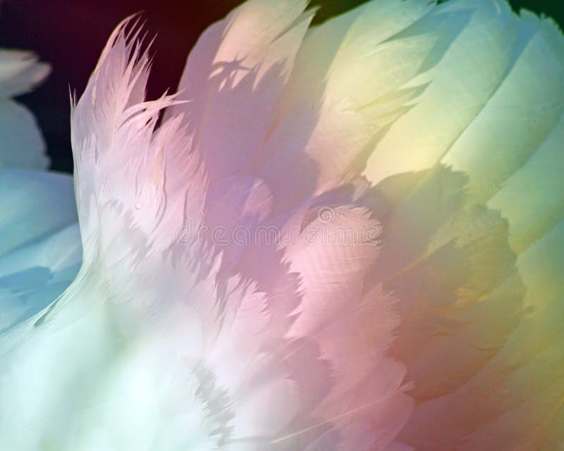Soft Textured Swan Feathers with Rainbow Colors Stock Photo - Image of ...