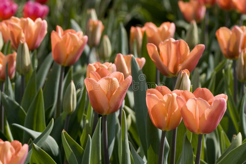 Soft toned colored tulips stock image. Image of leaf, flower - 9095831