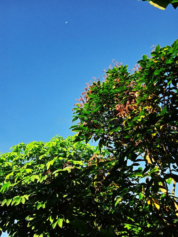 Soft Touch Nature Trees Under Clear Sky Moon Stock Photos - Free & Royalty-Free Stock Photos ...