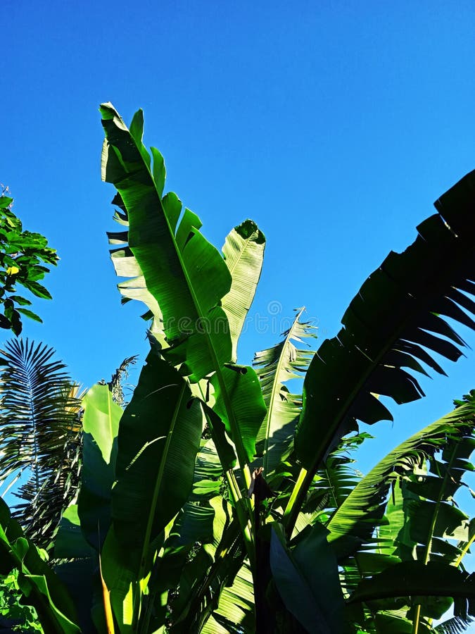 Soft Touch of Nature: Trees Under Clear Sky Stock Image - Image of ...