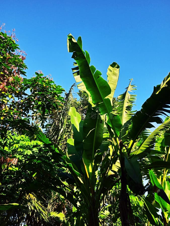 Soft Touch of Nature: Trees Under Clear Sky Stock Photo - Image of ...