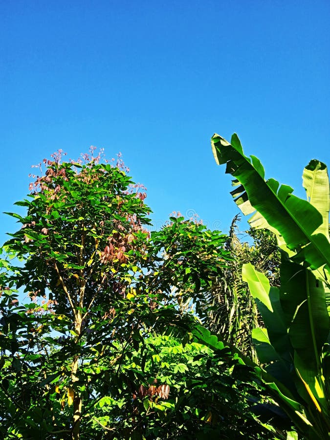 Soft Touch of Nature: Trees Under Clear Sky Stock Photo - Image of ...