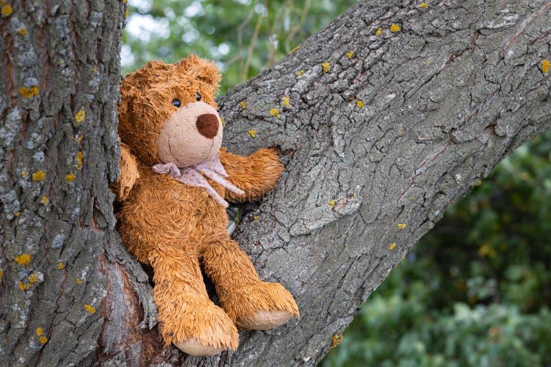 Soft Toy Bear Sitting on a Tree Stock Image - Image of memory, filthy ...