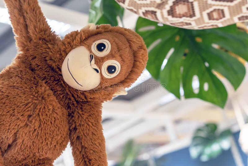 Orange Monkey in Captivity stock photo. Image of captivity - 6975788