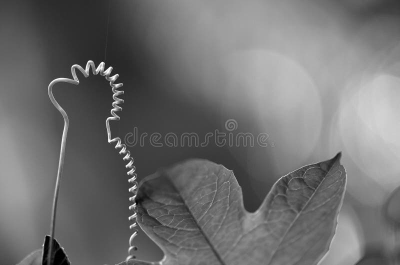 Soft twigs and leaves stock image. Image of flower, pattern - 80671215