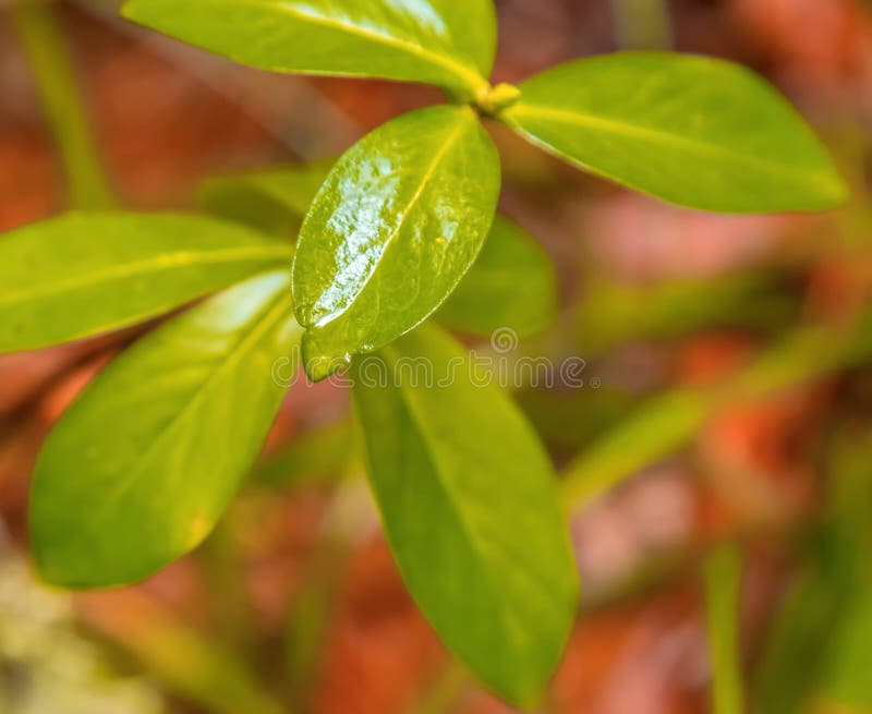 Soft view of green leaf stock photo. Image of calm, morning - 105220010