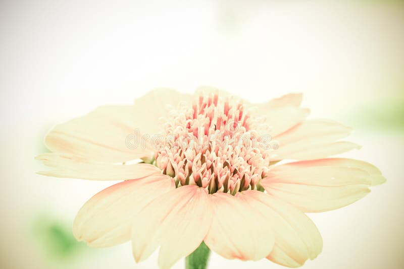 Soft Vintage Color Tone of Flower Stock Image - Image of color ...