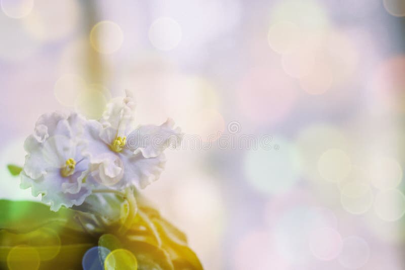 Soft Warm Nature Spring Background with Pronounced Bokeh and Blur Stock ...