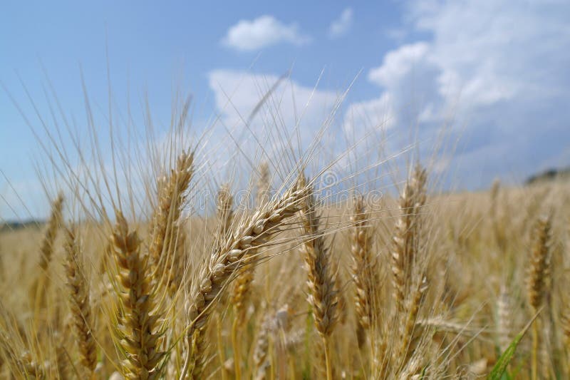 Soft Wheat Field and Blue Sky in the Summer Stock Photo - Image of ...