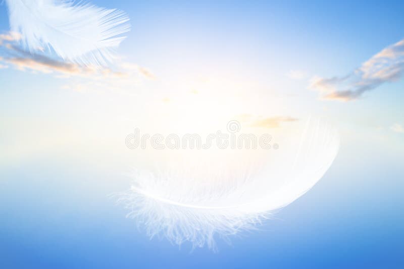 Soft White Bird Feathers Floating in the Sky. Fluffy Downy, Flying ...