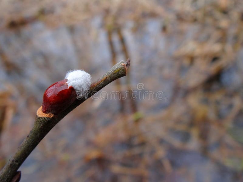 Soft white bud of willow stock photo. Image of catkin - 88183058