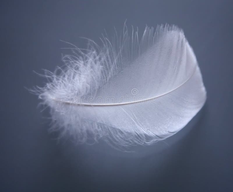 Soft white feather stock photo. Image of detail, nature - 14718990