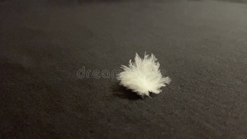 Soft White Feathers on a Close-up Black Background Stock Video - Video ...