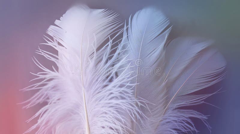 Soft White Feathers Close-up, Delicate Texture and Good Resolution ...