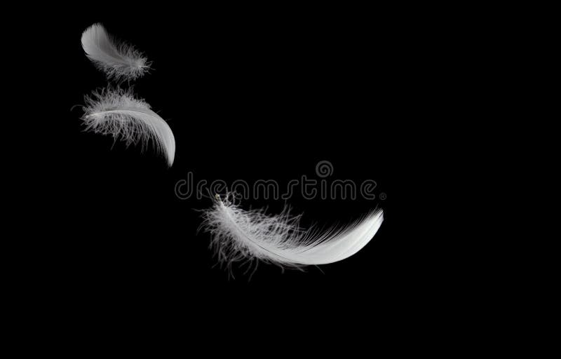 Soft White Fluffly Feathers Falling in the Air. Swan Feather on Black ...