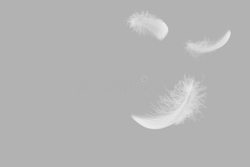 Soft White Fluffly Feathers Floating in the Air. Swan Feather on Gray ...
