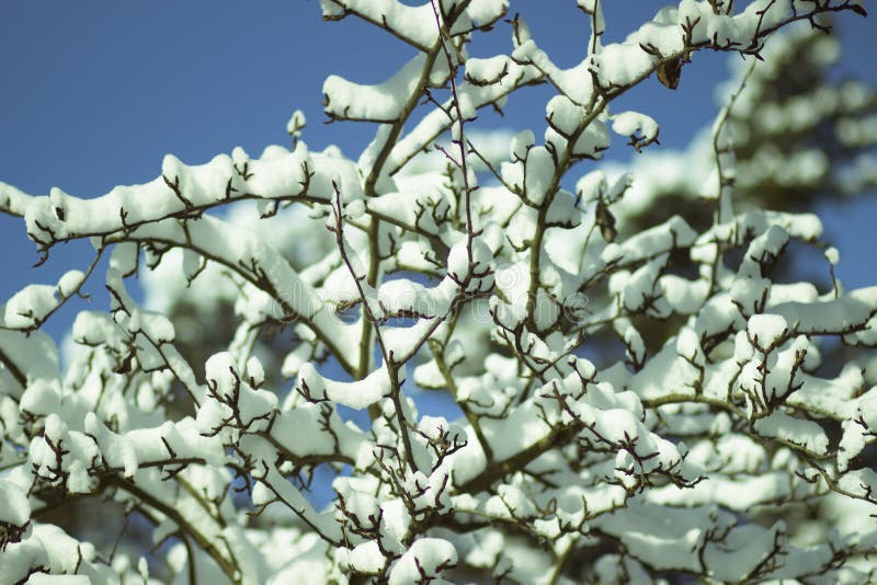 Soft White Fluffy Snow on Tree Branches Stock Photo - Image of plant ...