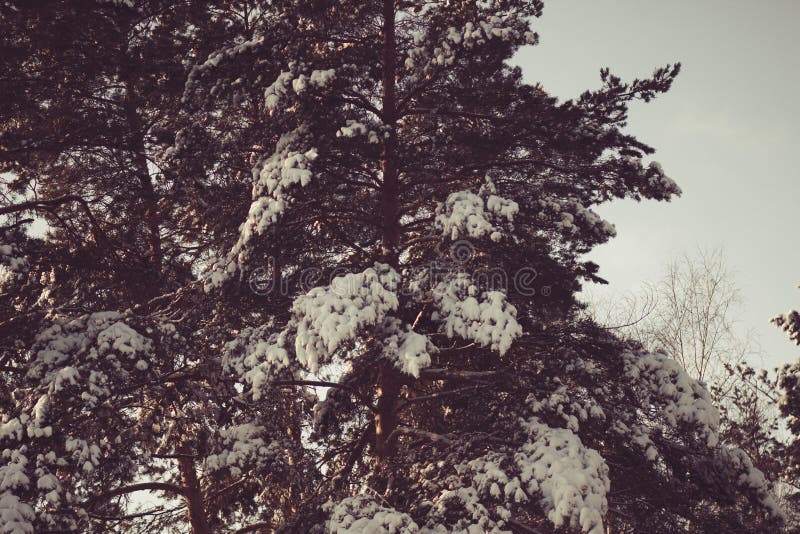 Soft White Fluffy Snow on Tree Branches Stock Photo - Image of grass ...