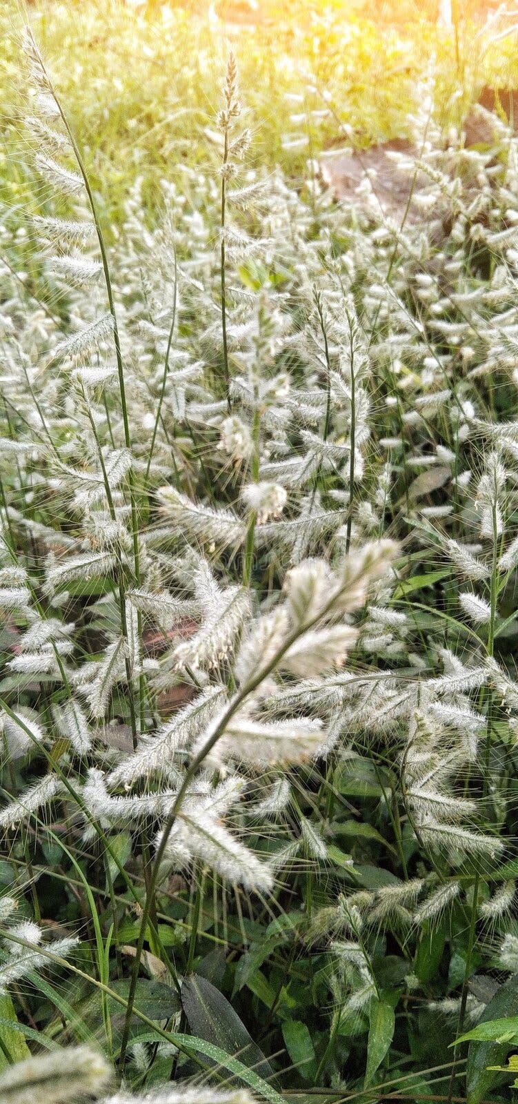 446 Grees Buis Stock Photos - Free & Royalty-Free Stock Photos from ...