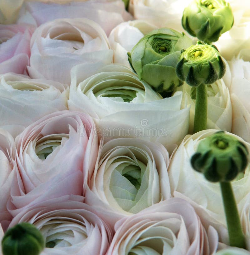 Soft White and Pink Ranunculus Stock Photo - Image of structure ...