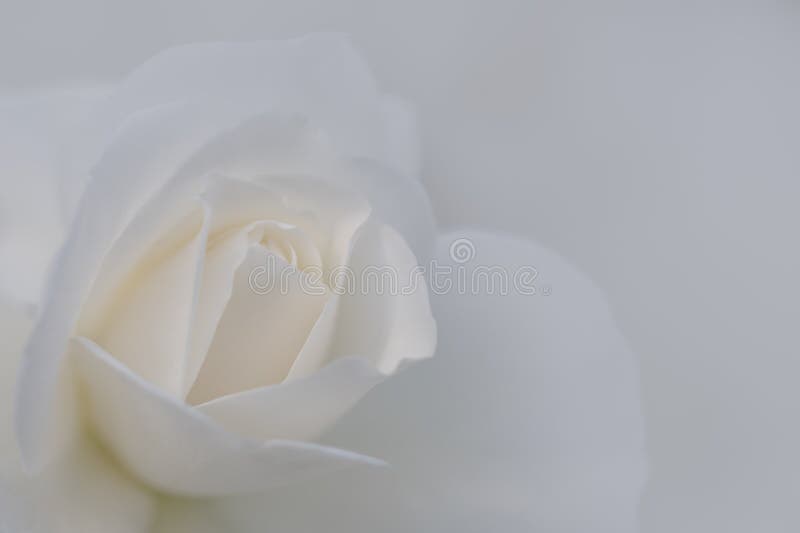 Soft White Rose on a Bright Background Stock Photo - Image of pastel ...