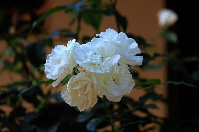 Soft White Roses in a Garden Stock Image - Image of bloom, natural ...