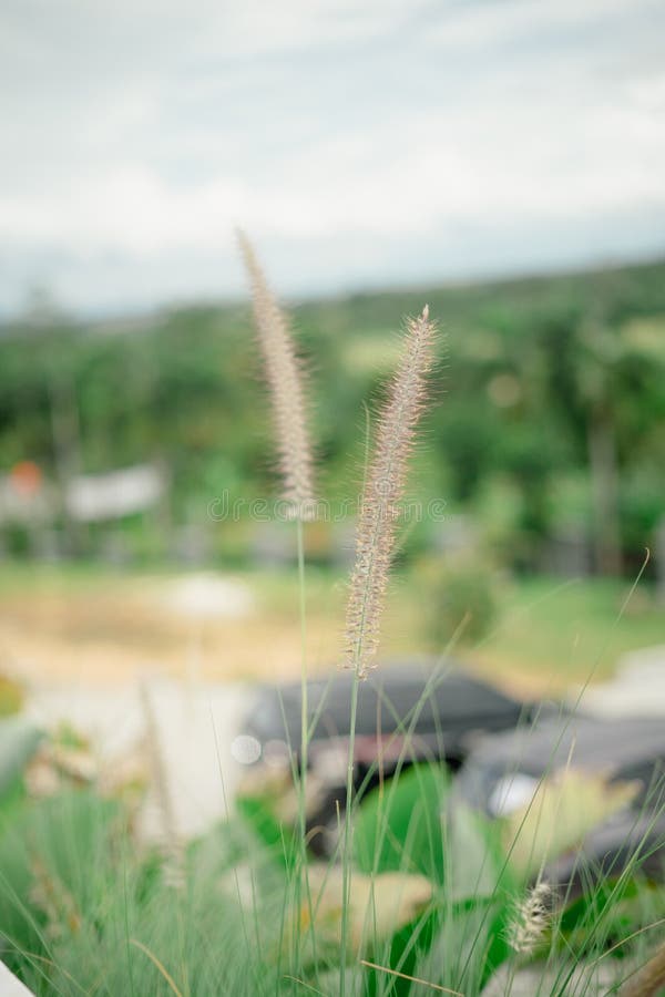 Soft, White Seed Heads of Ornamental Grass Sway Gently Stock Image ...