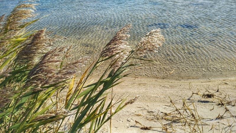 Soft wind on the river stock photo. Image of soft, agriculture - 231092766