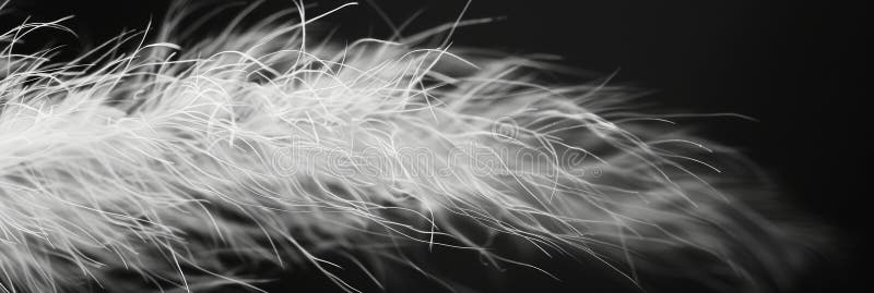The Soft Wispy Texture of a Monochromatic Feather is Highlighted in ...
