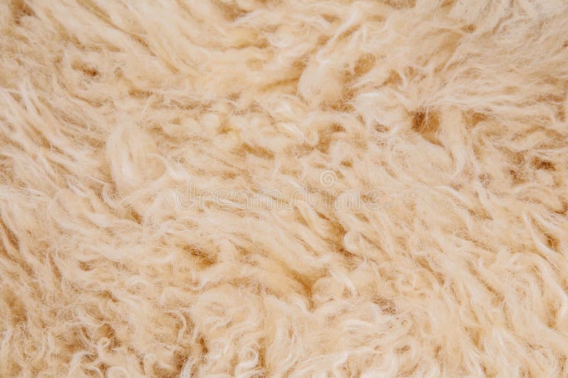 Sheep`s Wool. Sheep Wool Texture Lamb Background Stock Photo - Image of ...