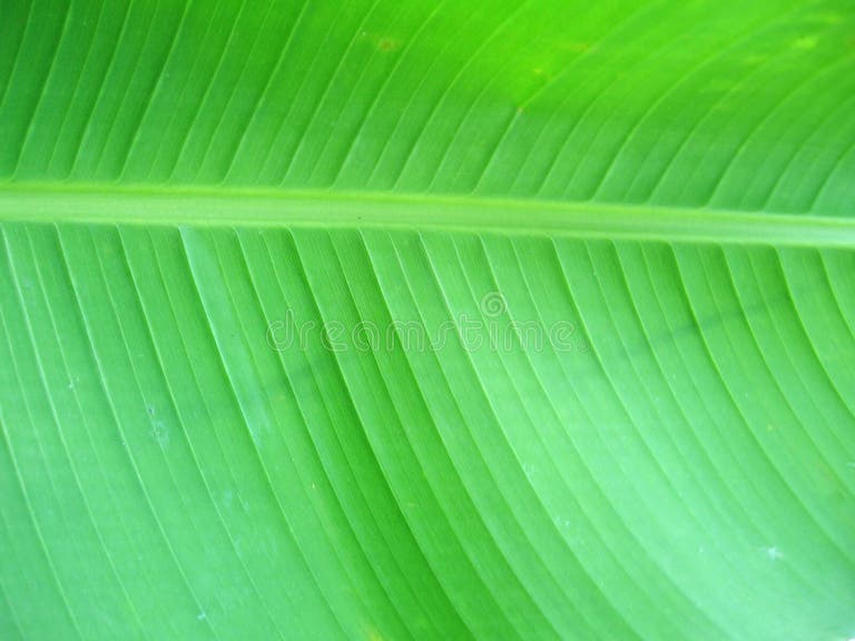 Soft wrinkles stock image. Image of light, gentle, green - 10996057