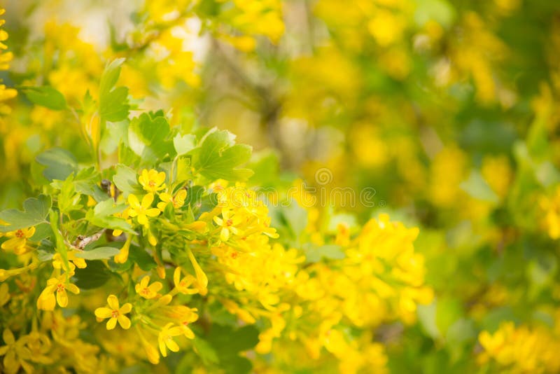 Soft Yellow Currant Blossoms Ribes Nigrum Stock Photo - Image of leaf ...