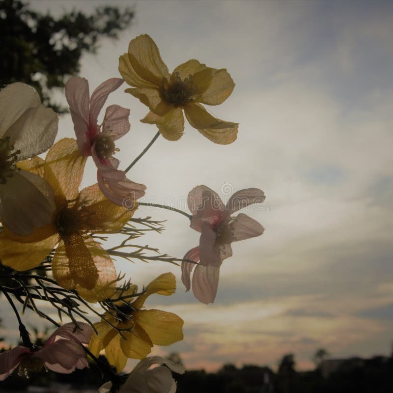 Soft Yellow Flowers on Sunset Light Background Stock Image - Image of ...