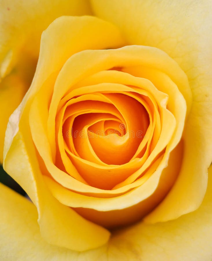 Soft Yellow Rose stock image. Image of unravel, yellow - 27713295