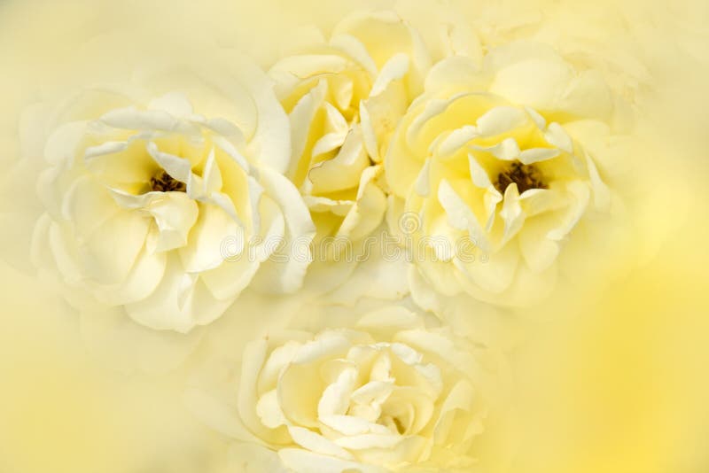 Soft Yellow Rose Nature Abstract Background Stock Image - Image of ...