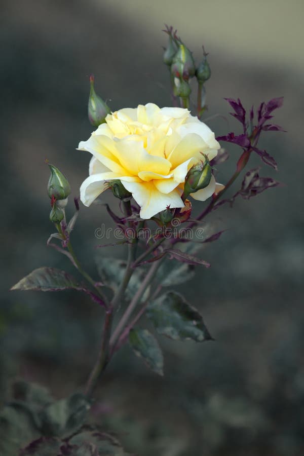 Soft yellow rose. stock photo. Image of henry, blooming - 33962036