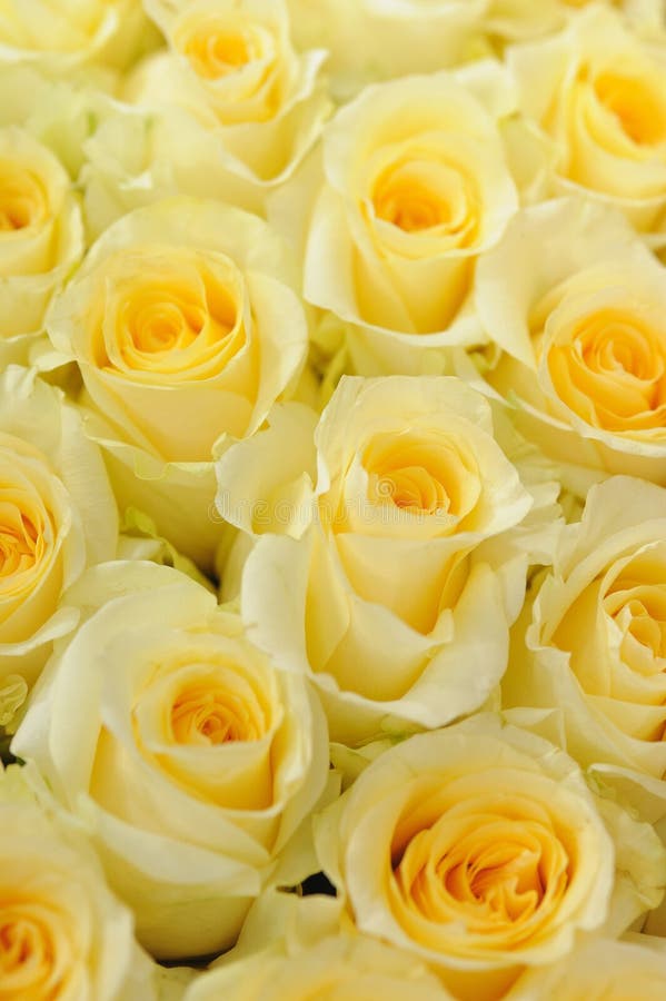 Soft yellow roses stock image. Image of detail, holiday - 49825643