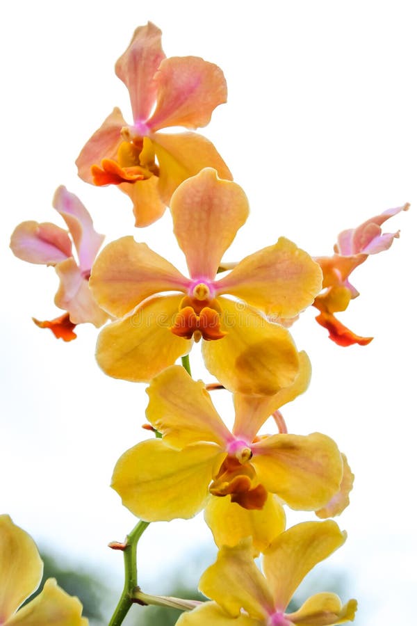 Softly Focus Yellow Orchid in the Garden Stock Image - Image of close ...