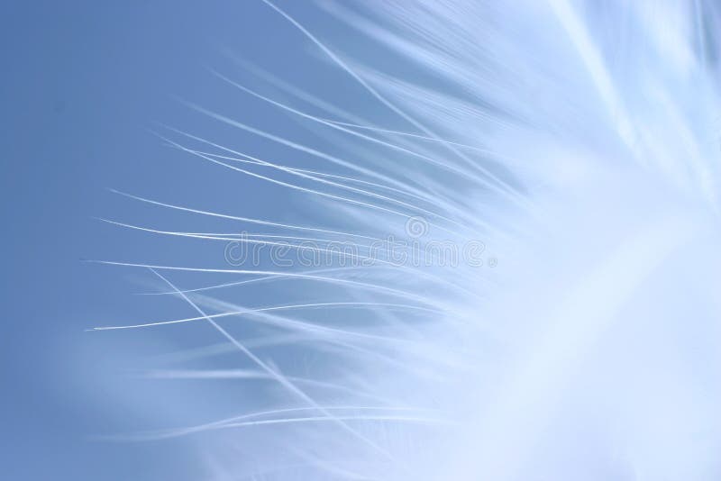 Softness stock image. Image of airy, nature, cold, isolated - 665595