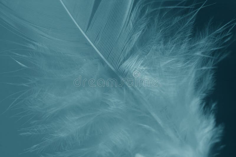 Softness stock photo. Image of fluffy, nature, hope, isolated - 932798