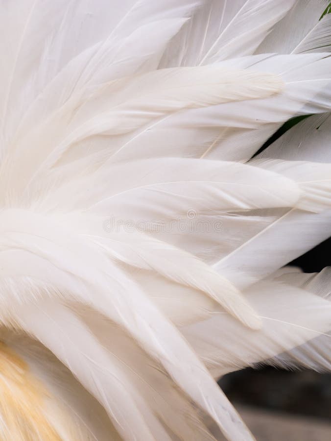 Softness of the Bantam Feathers Tail Stock Image - Image of beak ...