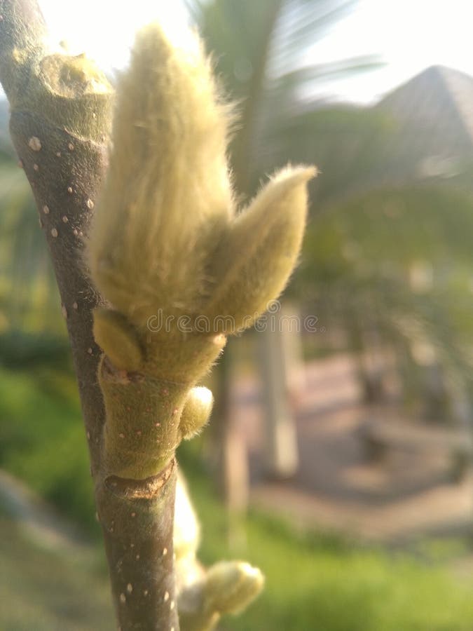 Softness of life stock photo. Image of light, colors - 82762652