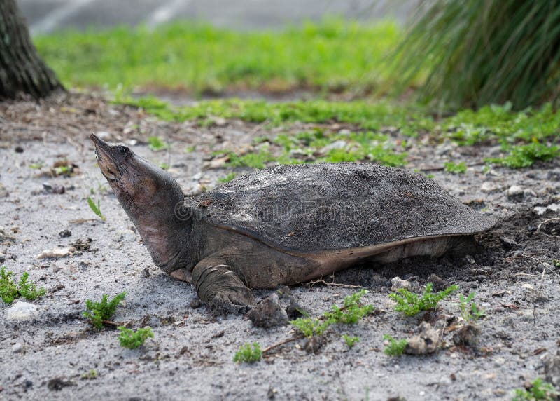 Softshell Female Turtle Laying Eggs Stock Photo - Image of brown, neck ...