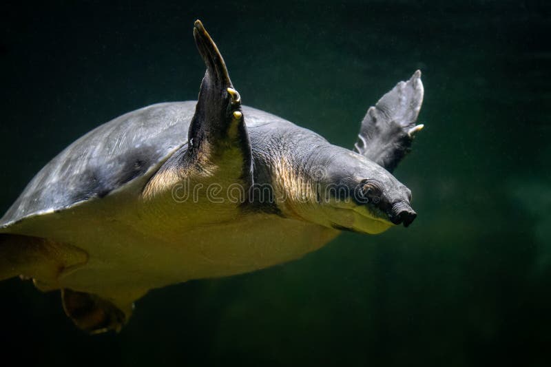 Pig-nosed Turtle - Carettochelys Insculpta Stock Image - Image of green ...