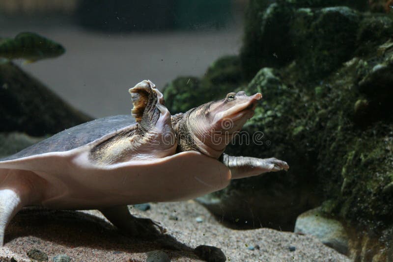 Softshell Turtle stock photo. Image of state, turtle - 22933448