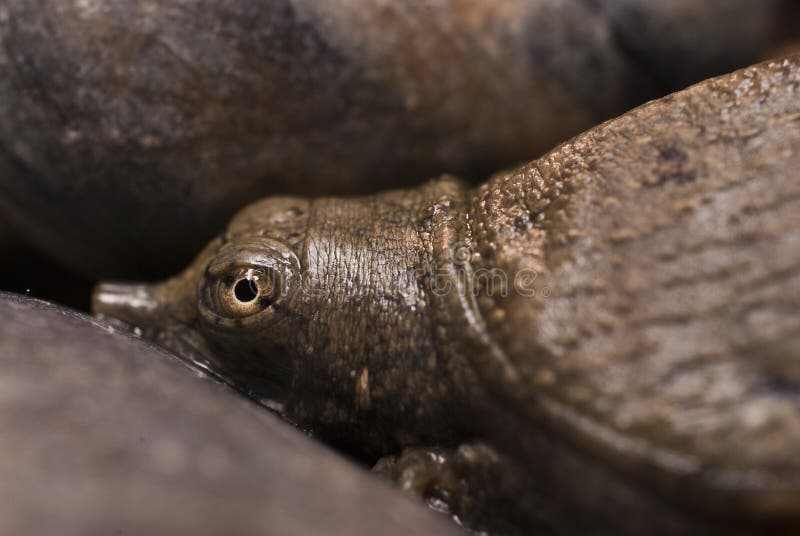 Softshell turtle stock image. Image of softshell, eyes - 27524399