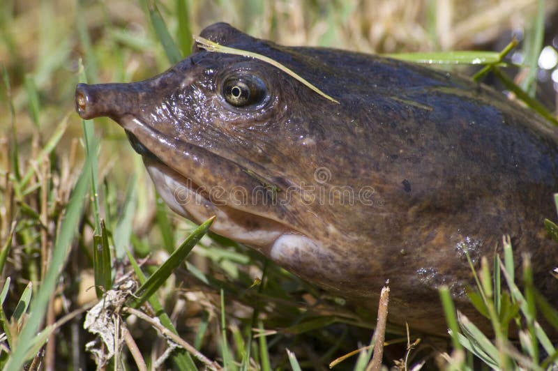 Softshell Turtle stock image. Image of nose, shell, grass - 34023141